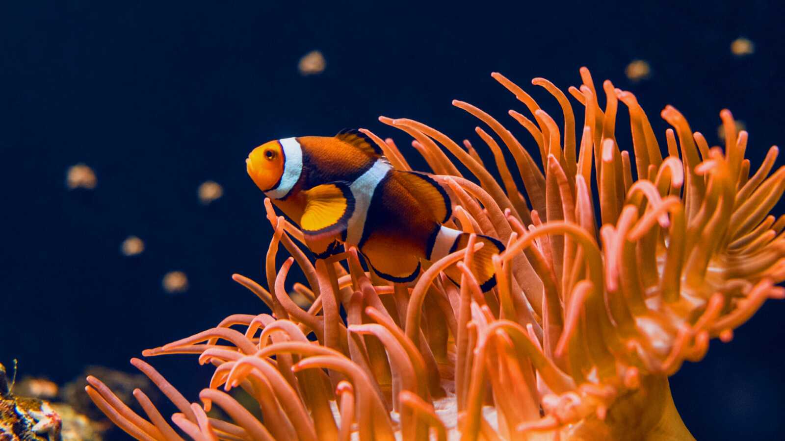 Clownfish Wallpapers (63 images) - WallpaperCat