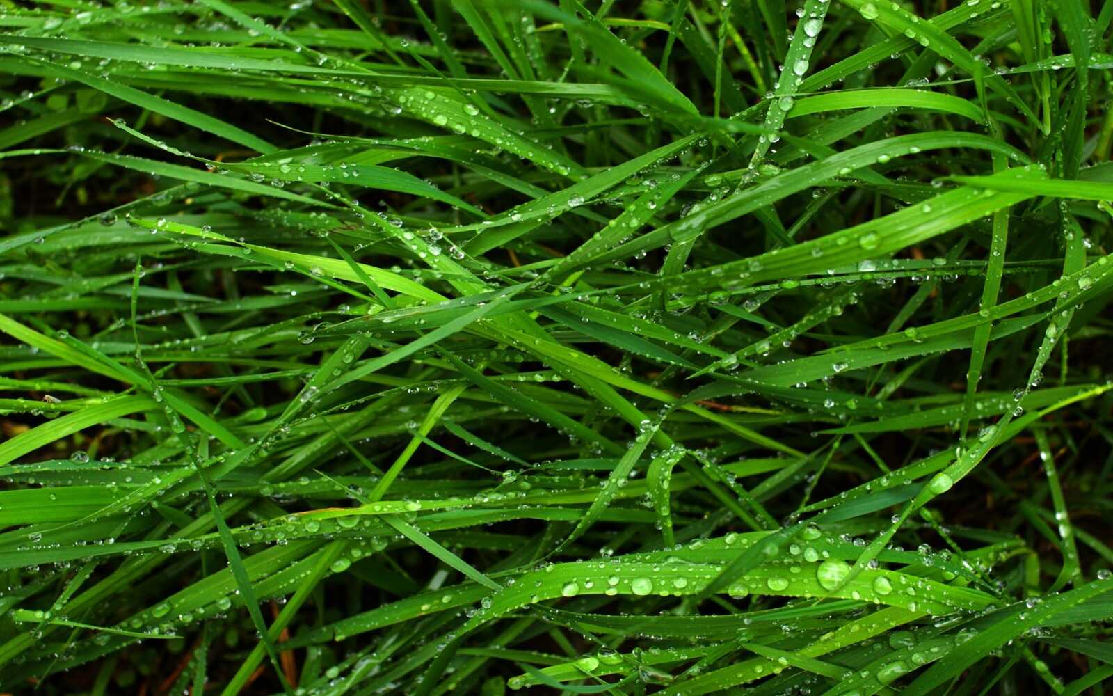 Grass Wallpapers (51 images) - WallpaperCat
