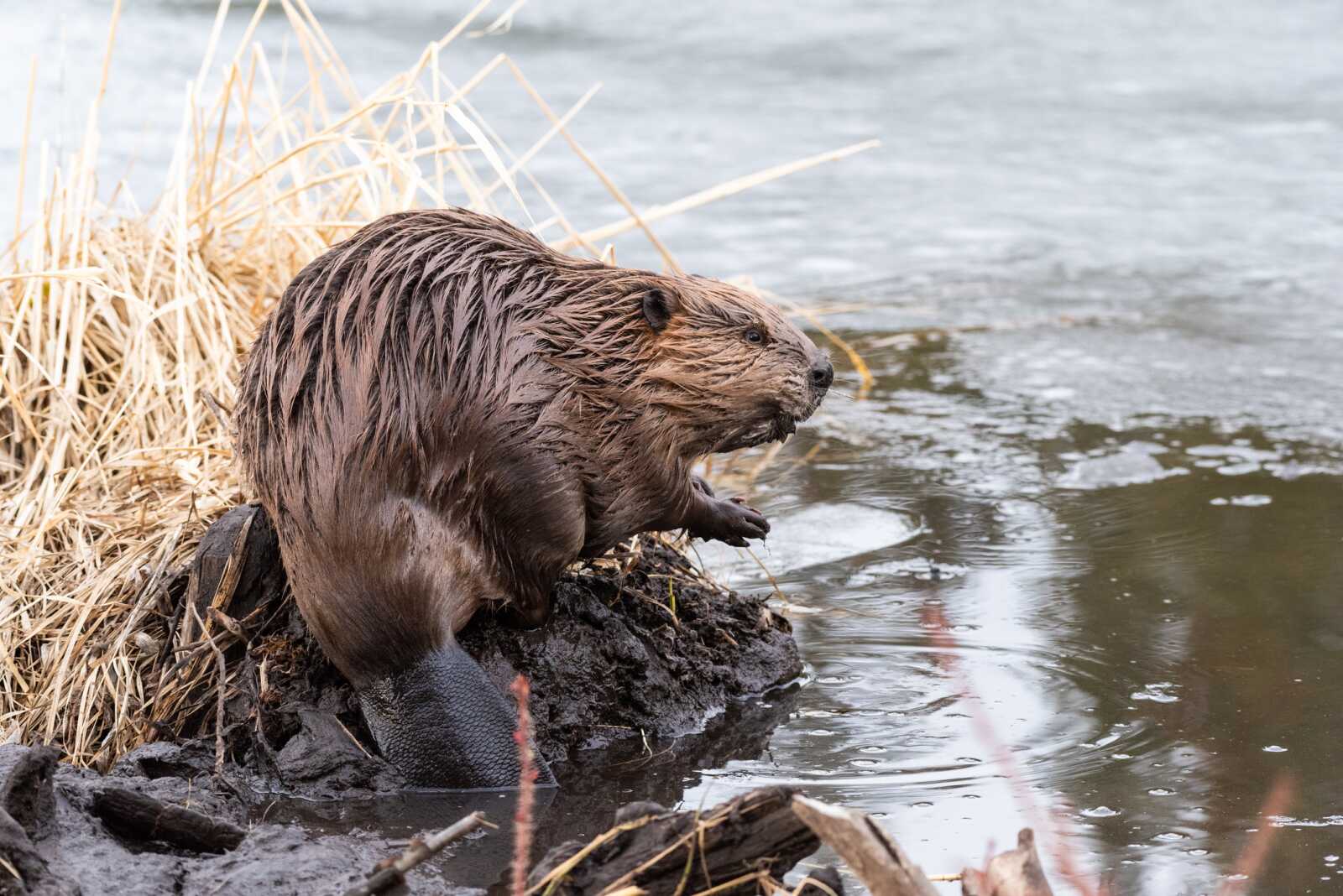 Beaver Wallpapers (43 images) - WallpaperCat