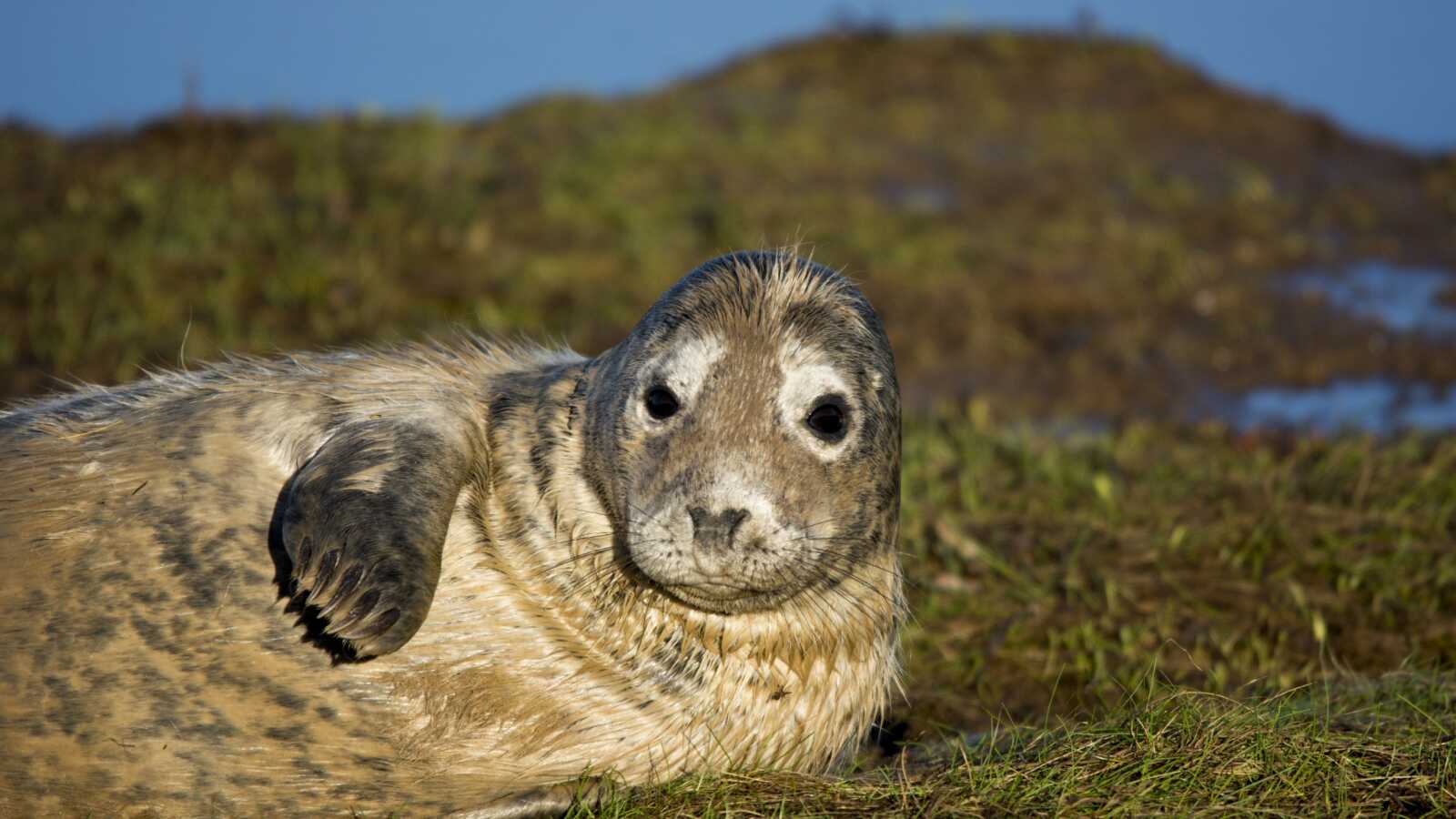 Seal Wallpapers (48 images) - WallpaperCat