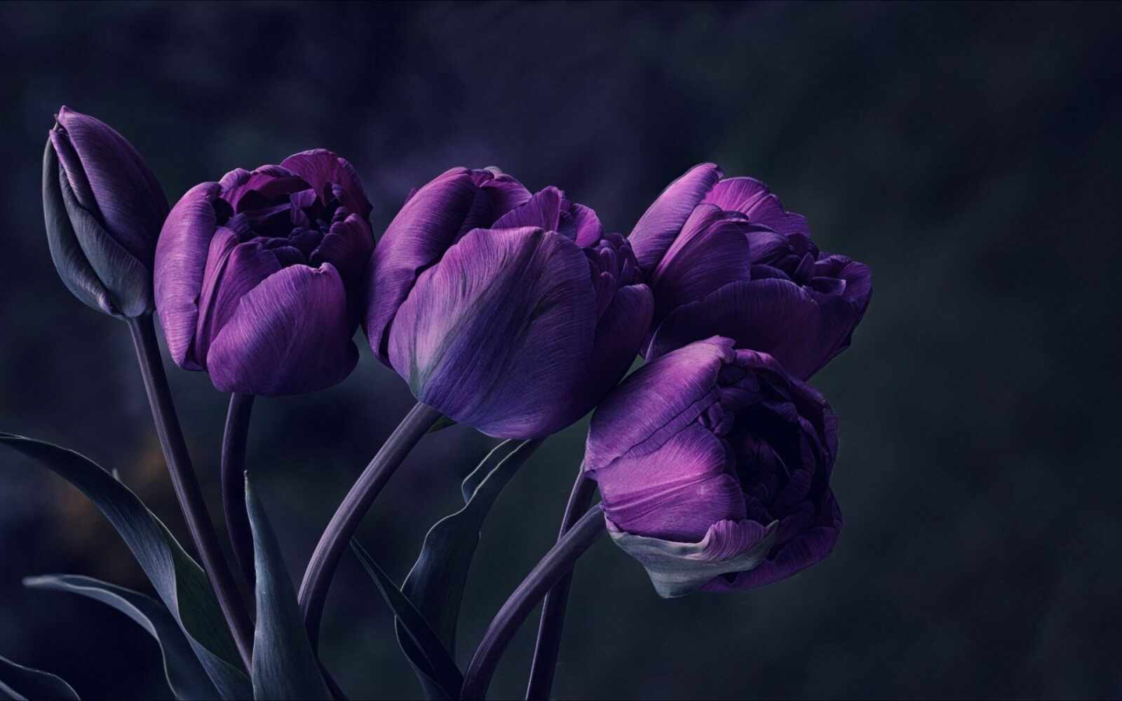 Tulip Wallpapers (39 images) - WallpaperCat