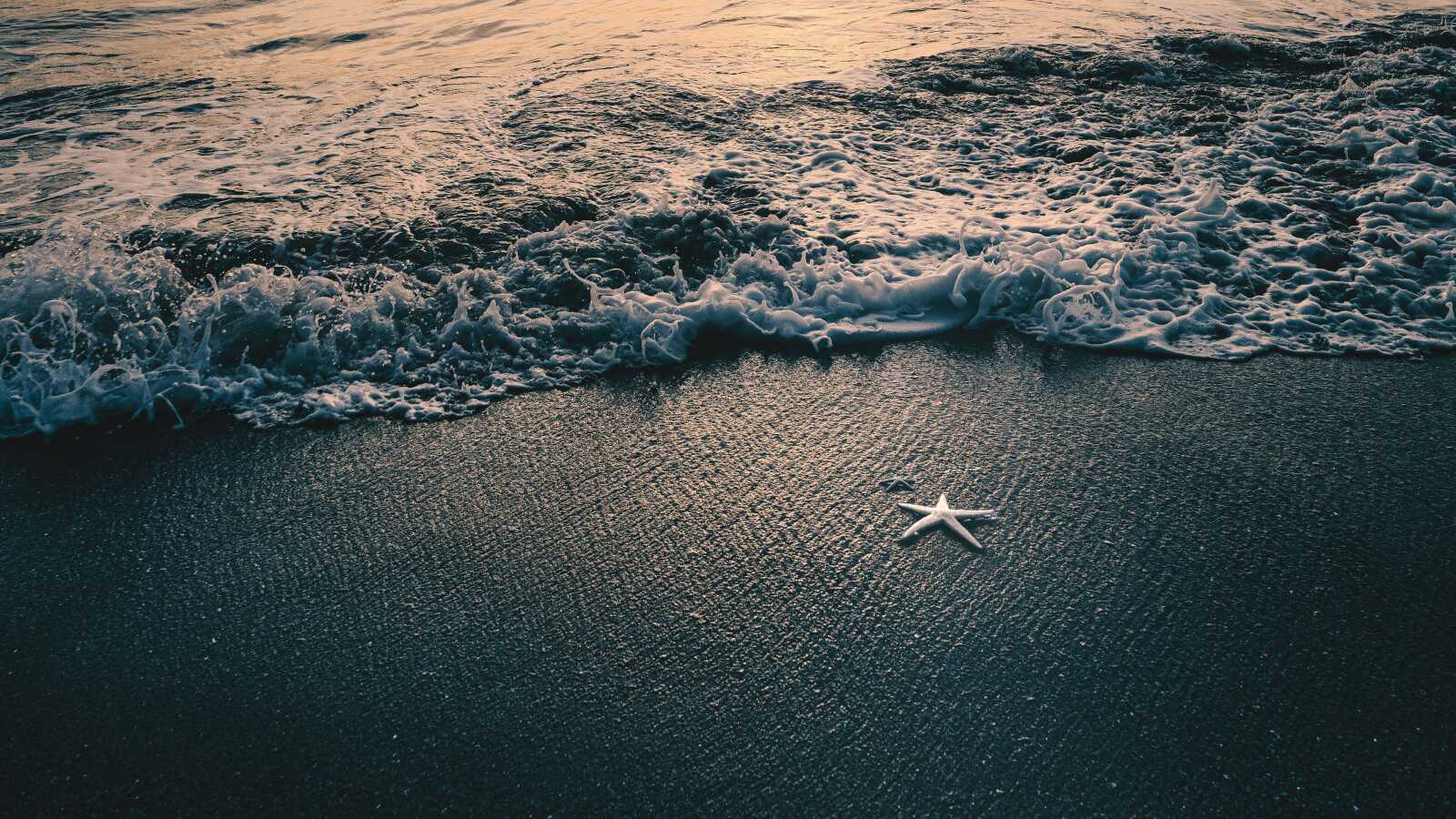 Starfish Wallpapers (62 images) - WallpaperCat
