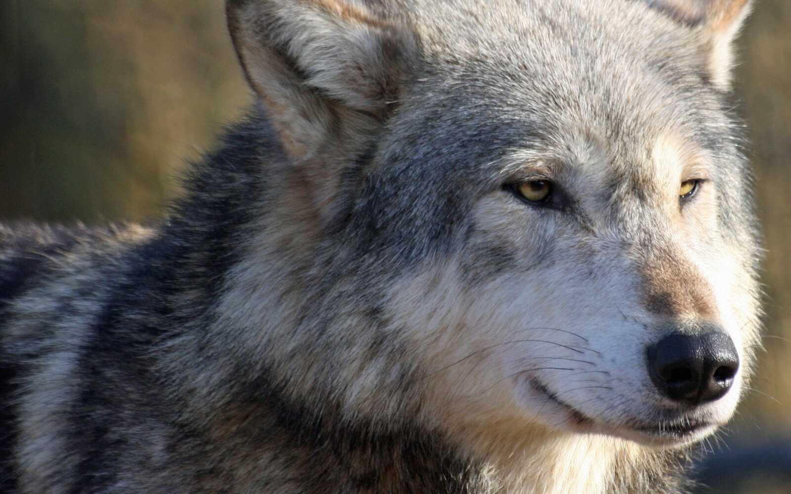 Gray Wolf Wallpapers (44 images) - WallpaperCat
