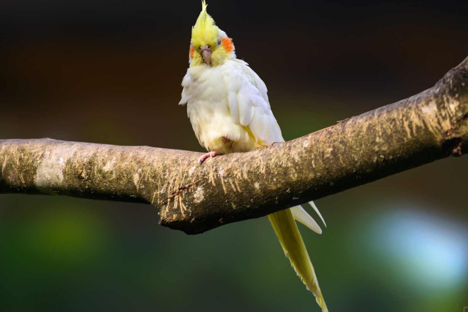 Cockatiel Wallpapers (28 images) - WallpaperCat