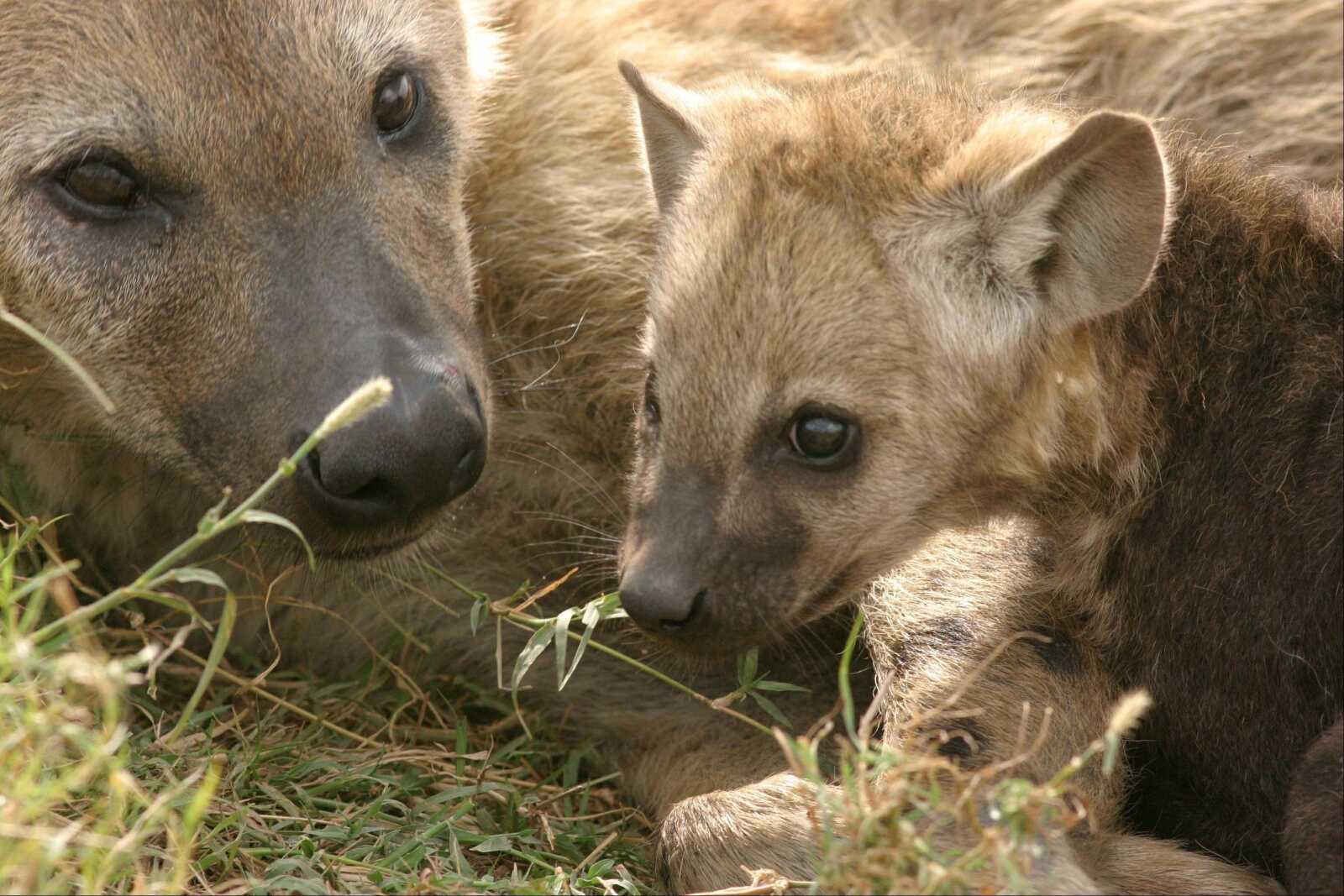 Hyena Wallpapers (37 images) - WallpaperCat