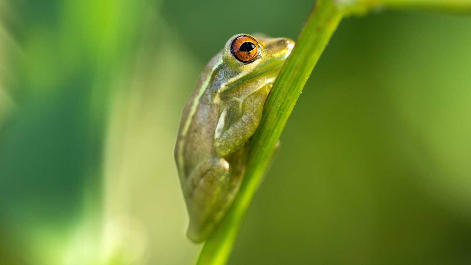 Frog Wallpapers (58 images) - WallpaperCat