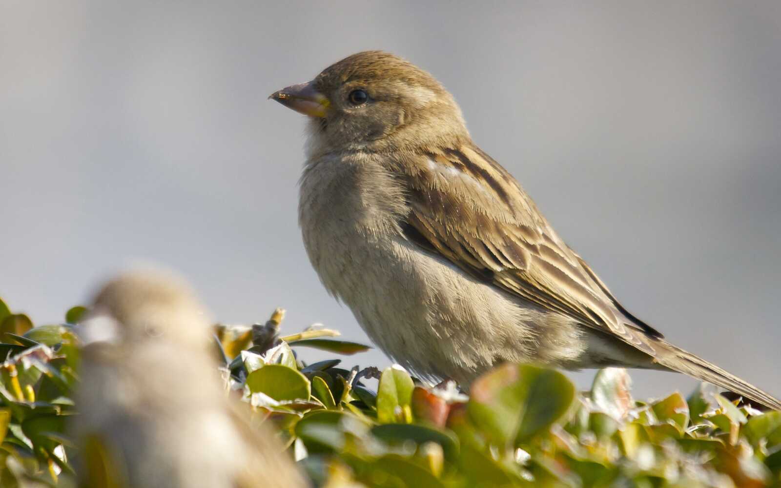 Sparrow (Bird) Wallpapers (46 images) - WallpaperCat