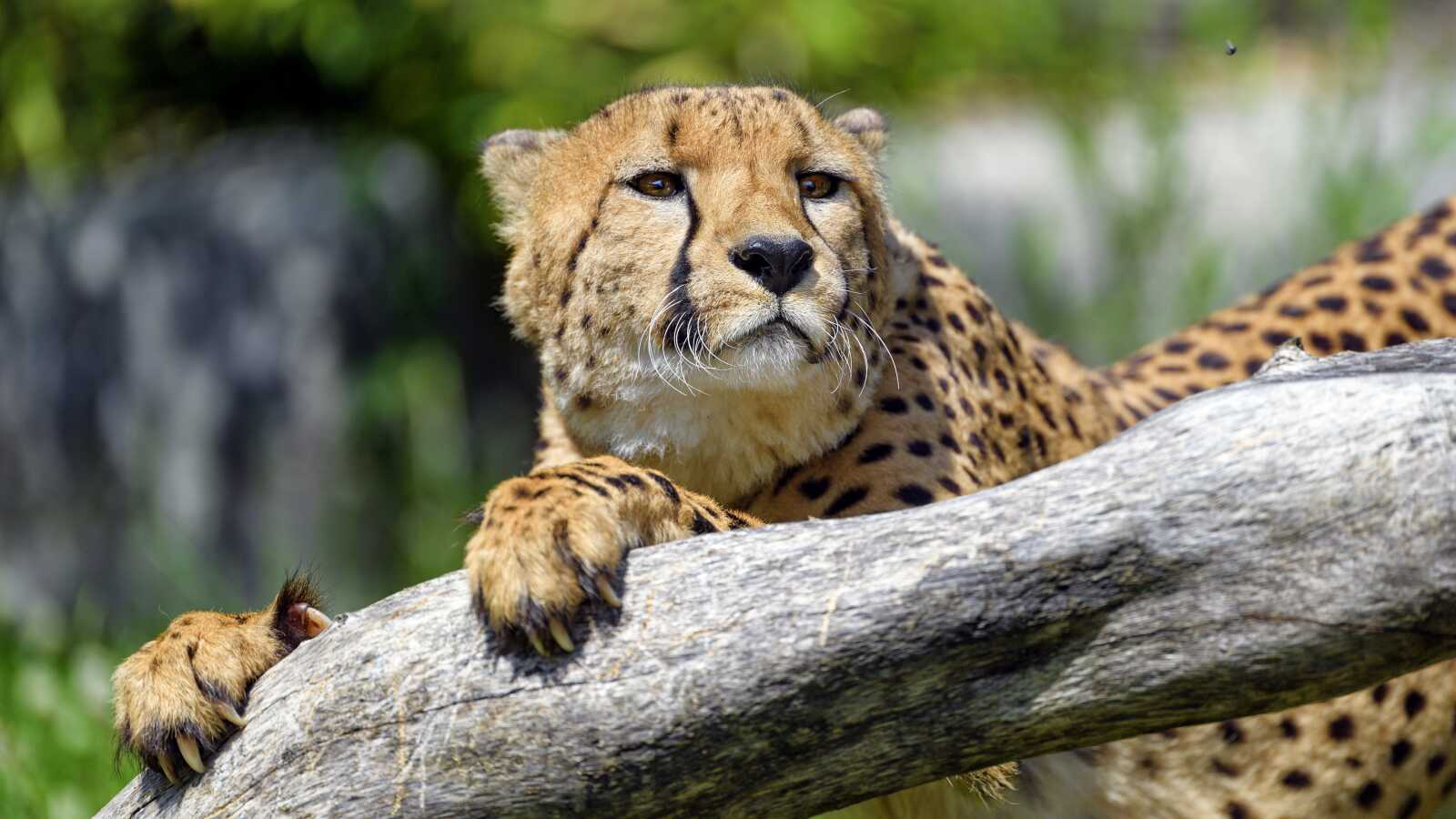 Cheetah Wallpapers (61 images) - WallpaperCat