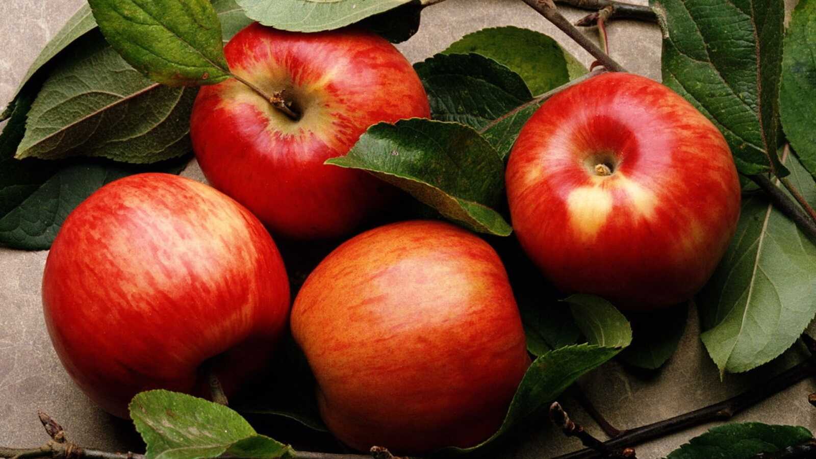 Apple (Fruit) Wallpapers (49 images) - WallpaperCat
