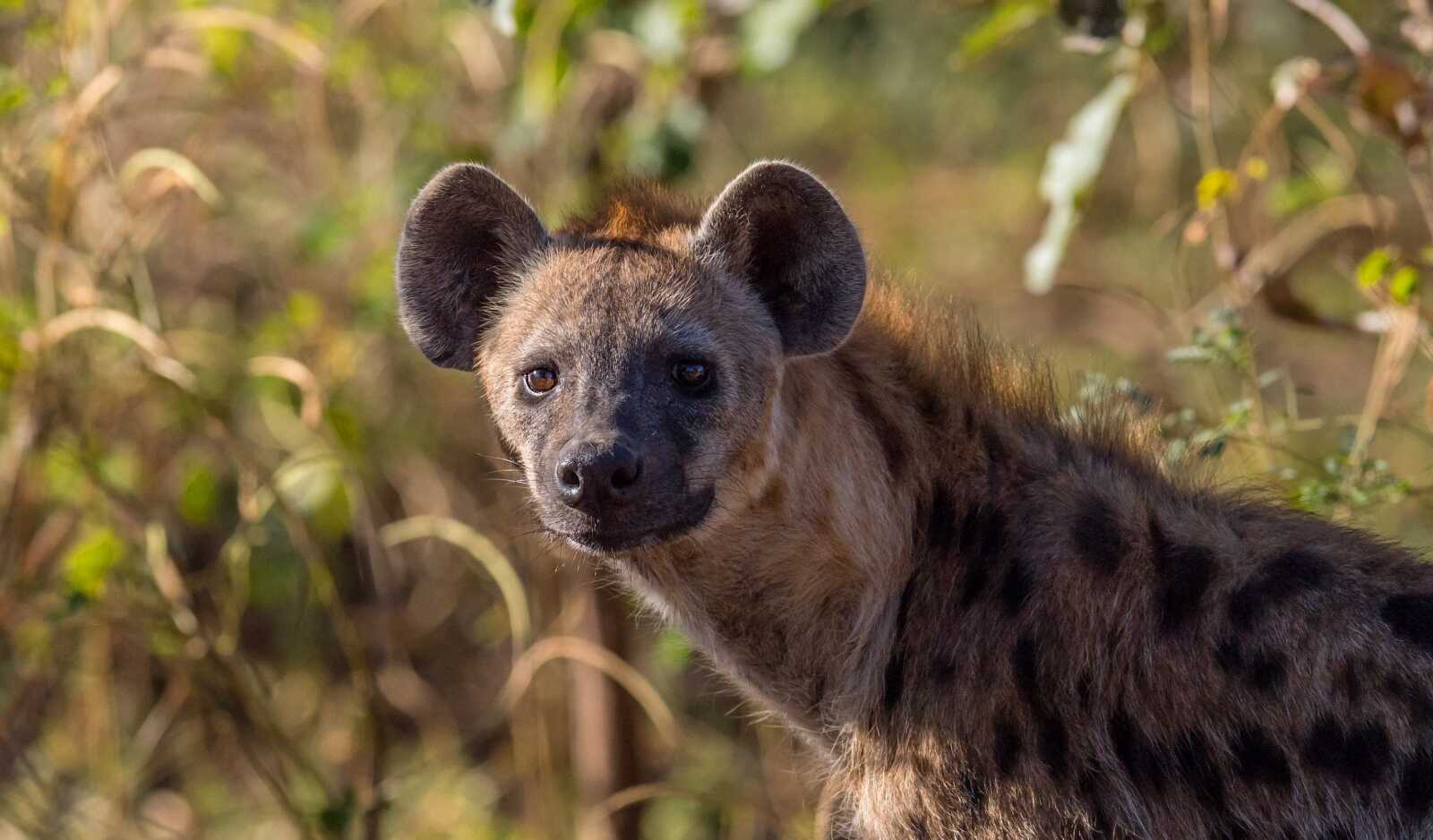 Hyena Wallpapers (37 images) - WallpaperCat