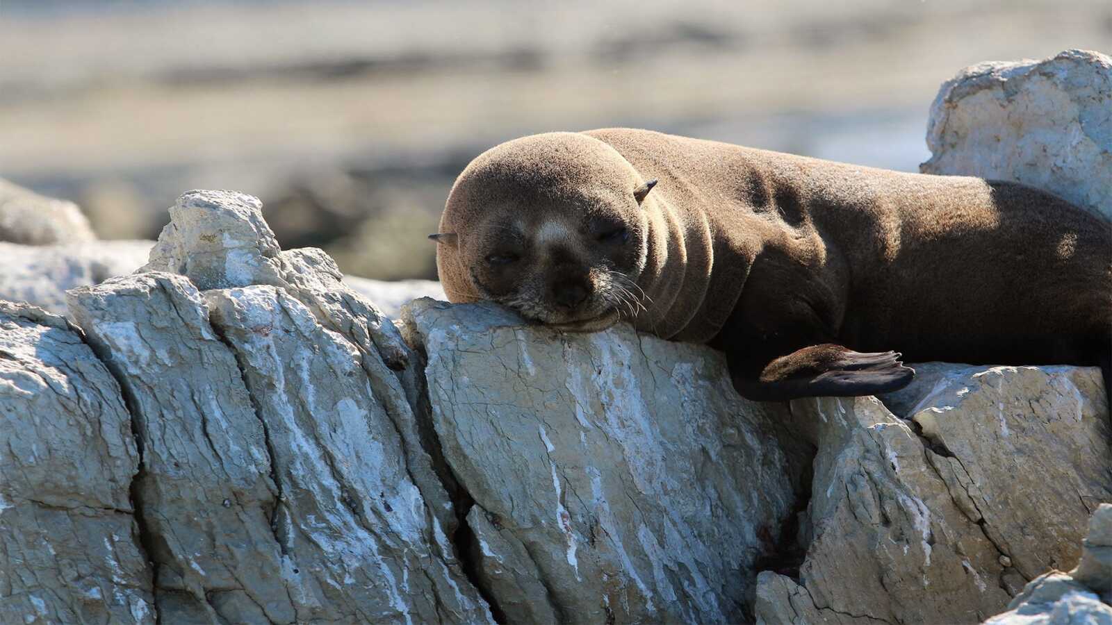 Seal Wallpapers (48 images) - WallpaperCat