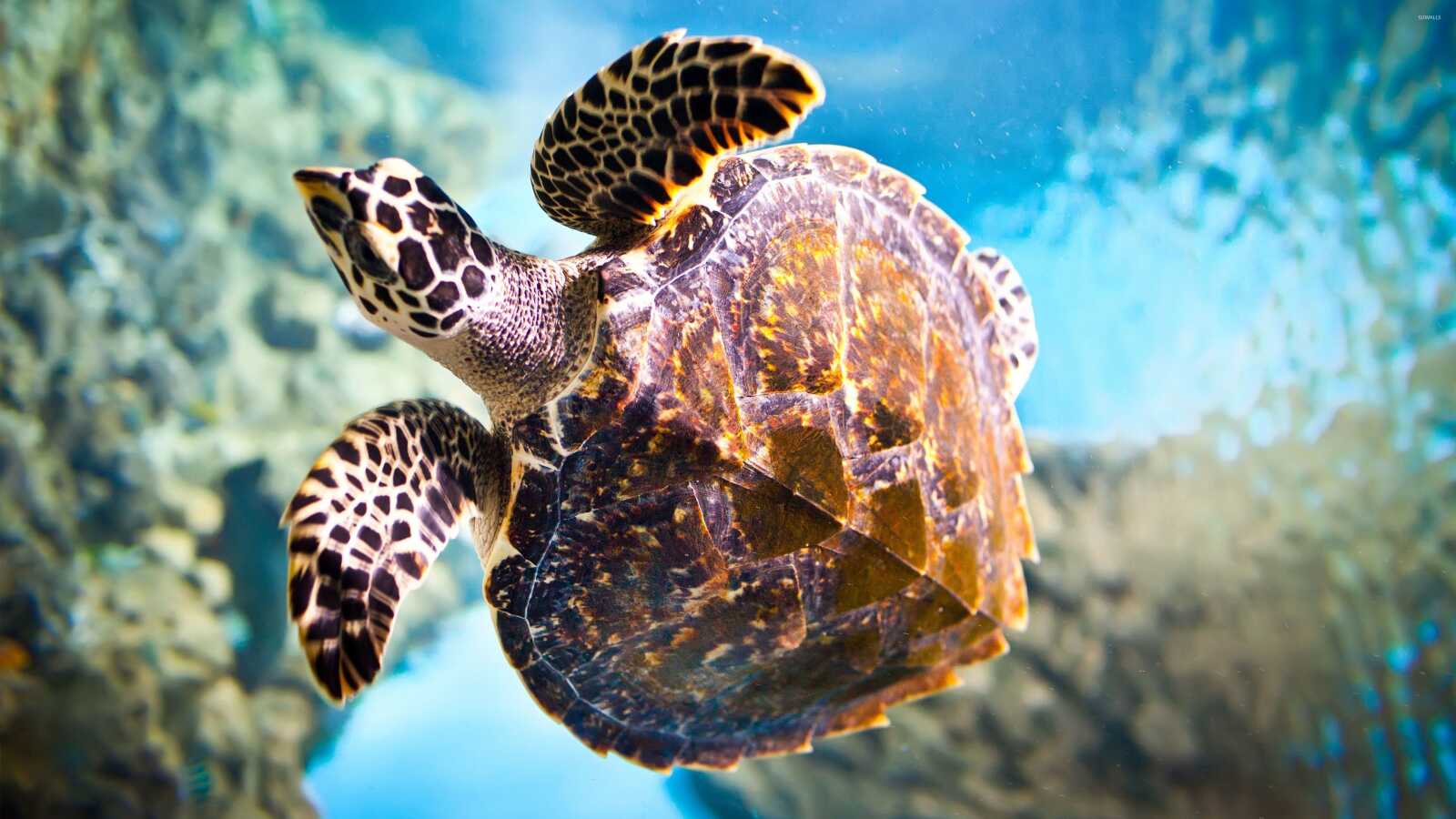 Sea Animals Wallpapers (47 images) - WallpaperCat