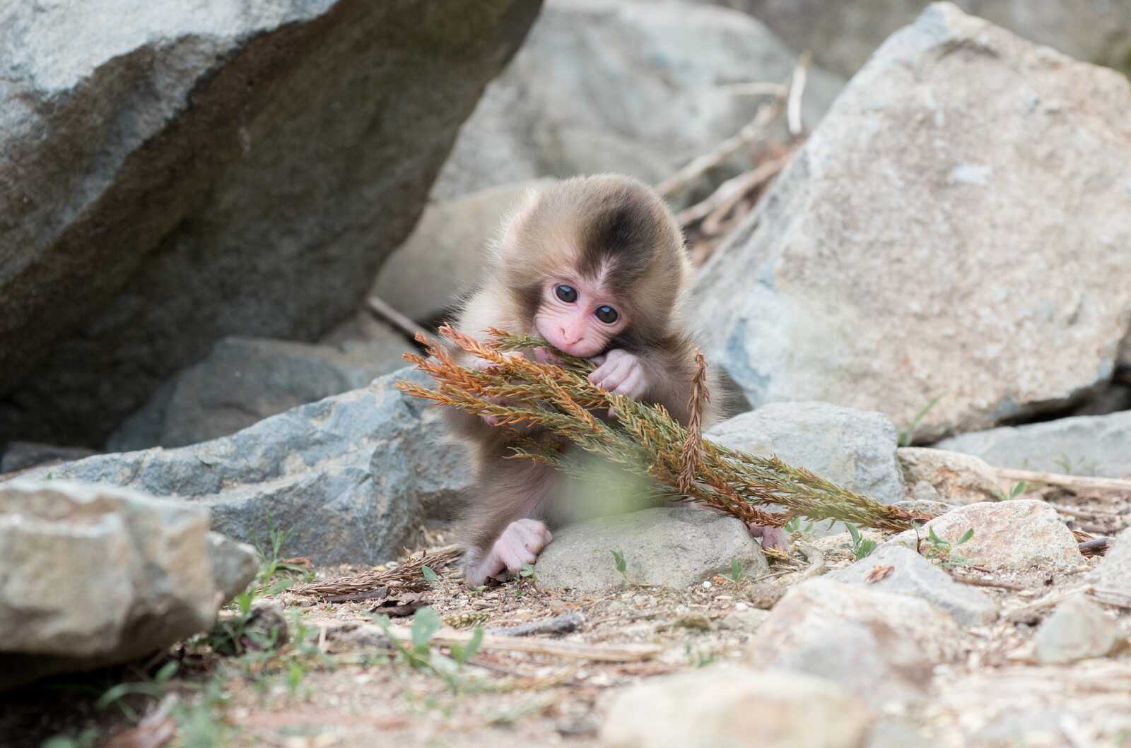 Monkey Wallpapers (60 images) - WallpaperCat