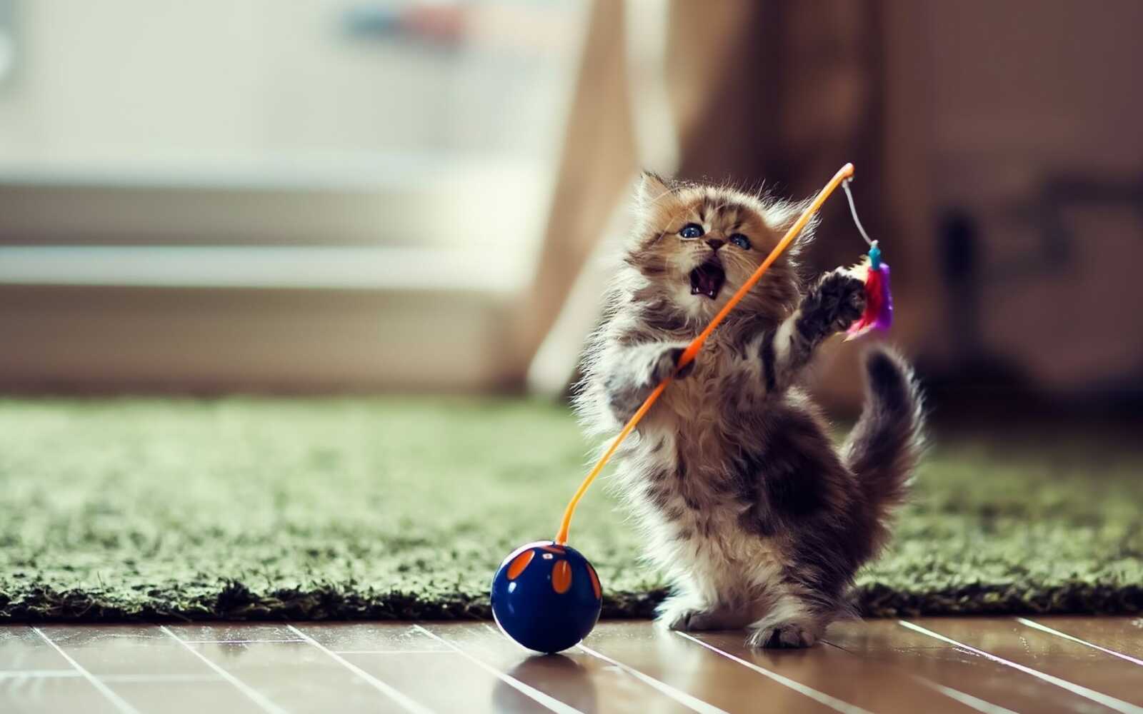 Kitten Wallpapers (115 images) - WallpaperCat