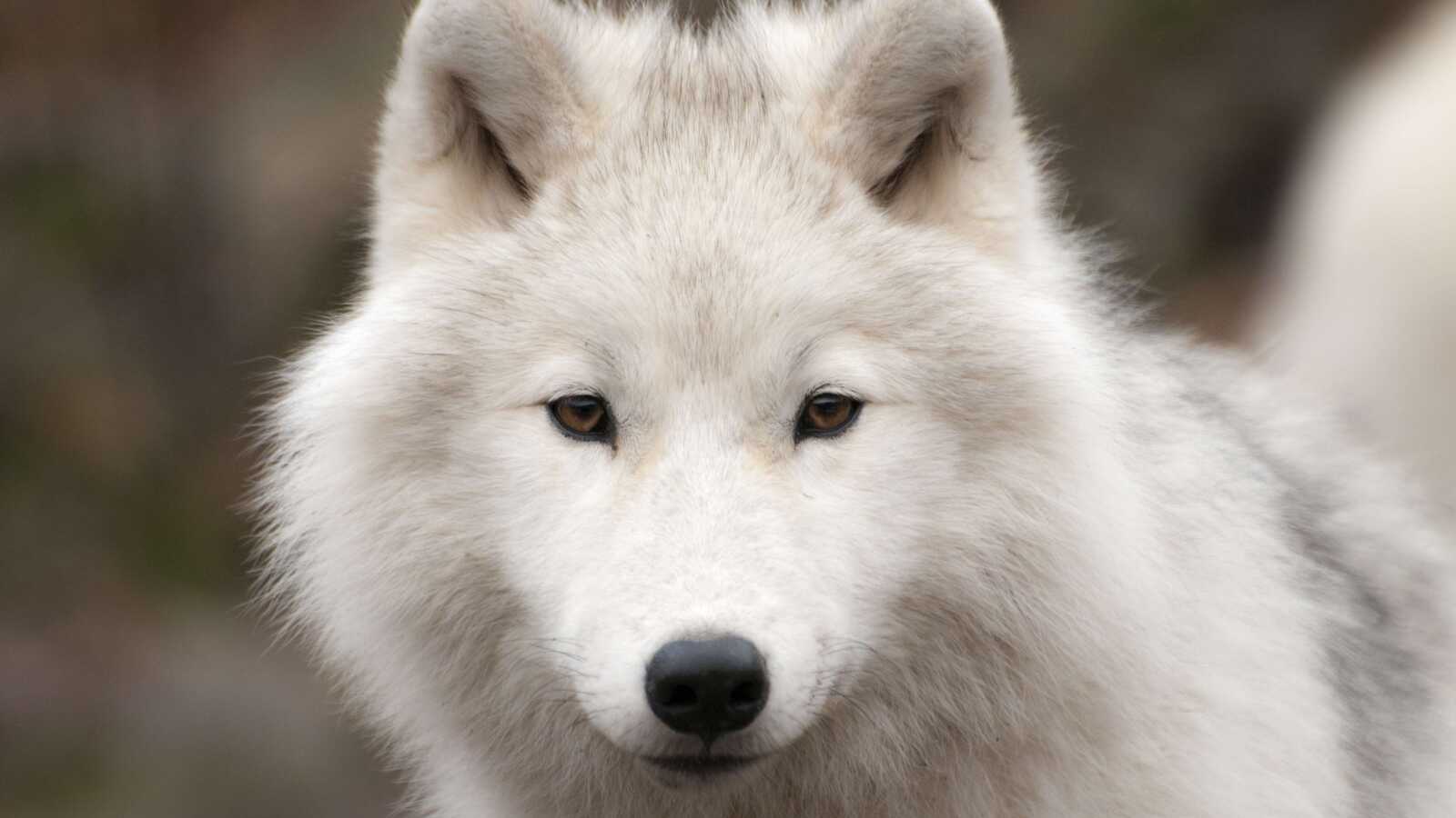 Arctic Wolf Wallpapers (35 images) - WallpaperCat