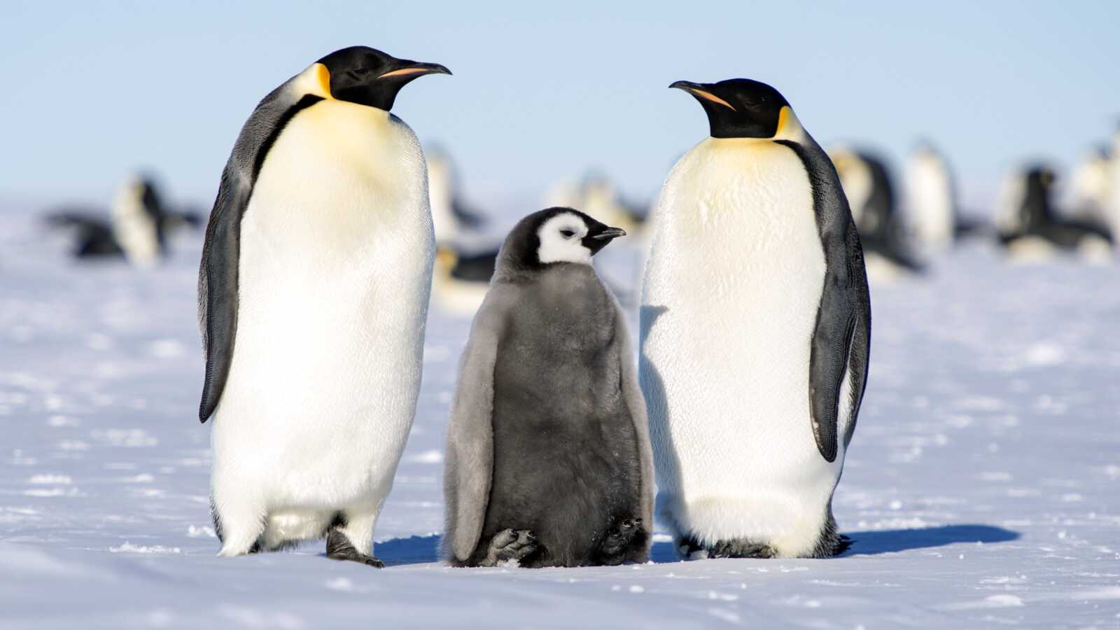 Family Wallpapers (44 images) - WallpaperCat