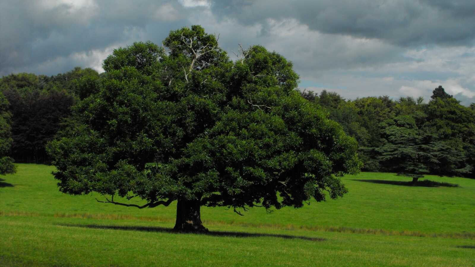 Oak Tree Wallpapers (58 images) - WallpaperCat