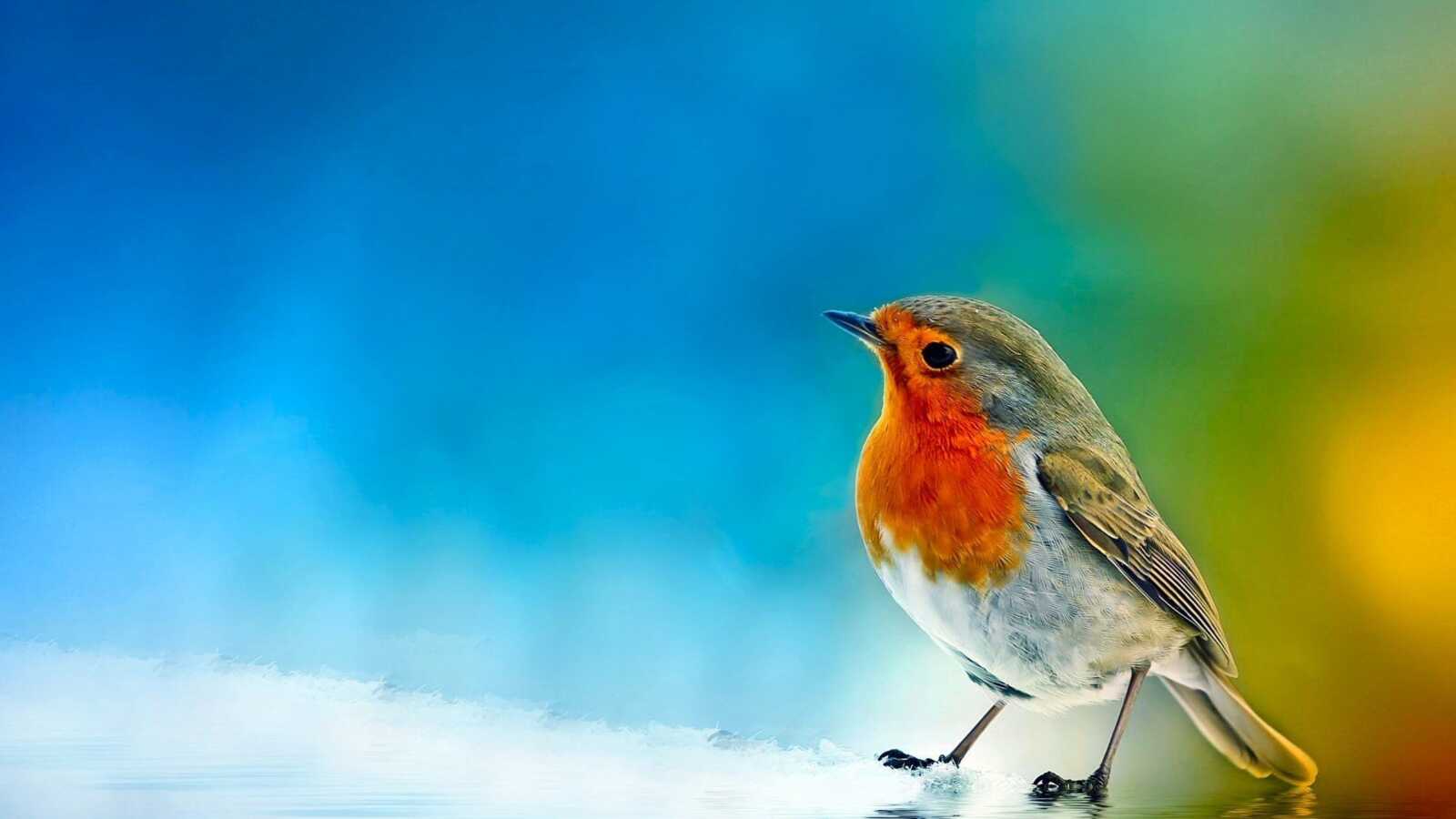 Robin (Bird) Wallpapers (44 images) - WallpaperCat
