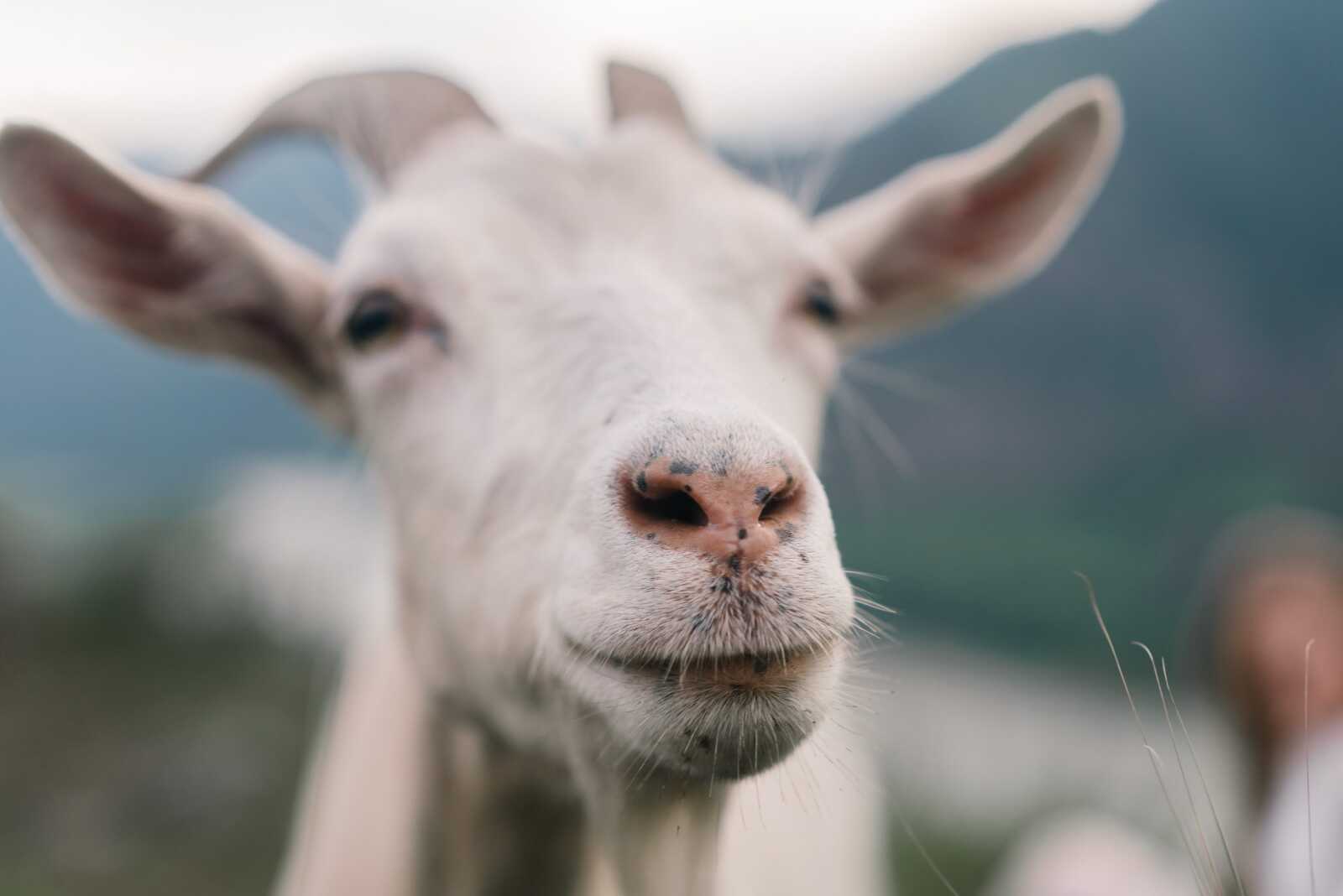 Goat Wallpapers (47 images) - WallpaperCat