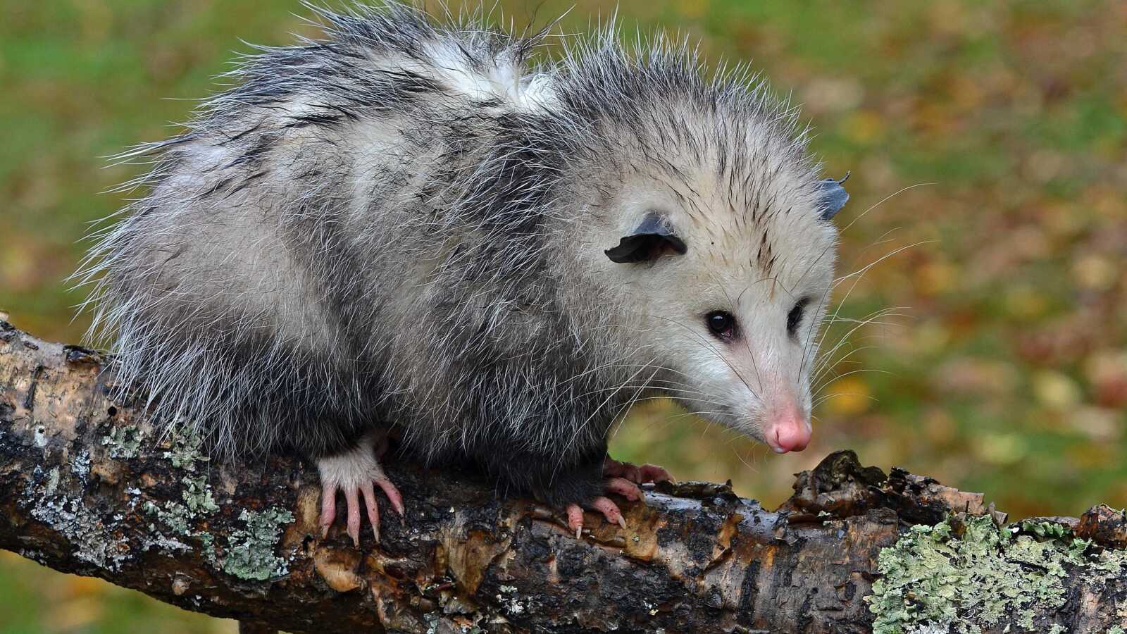 Opossum Wallpapers (38 images) - WallpaperCat