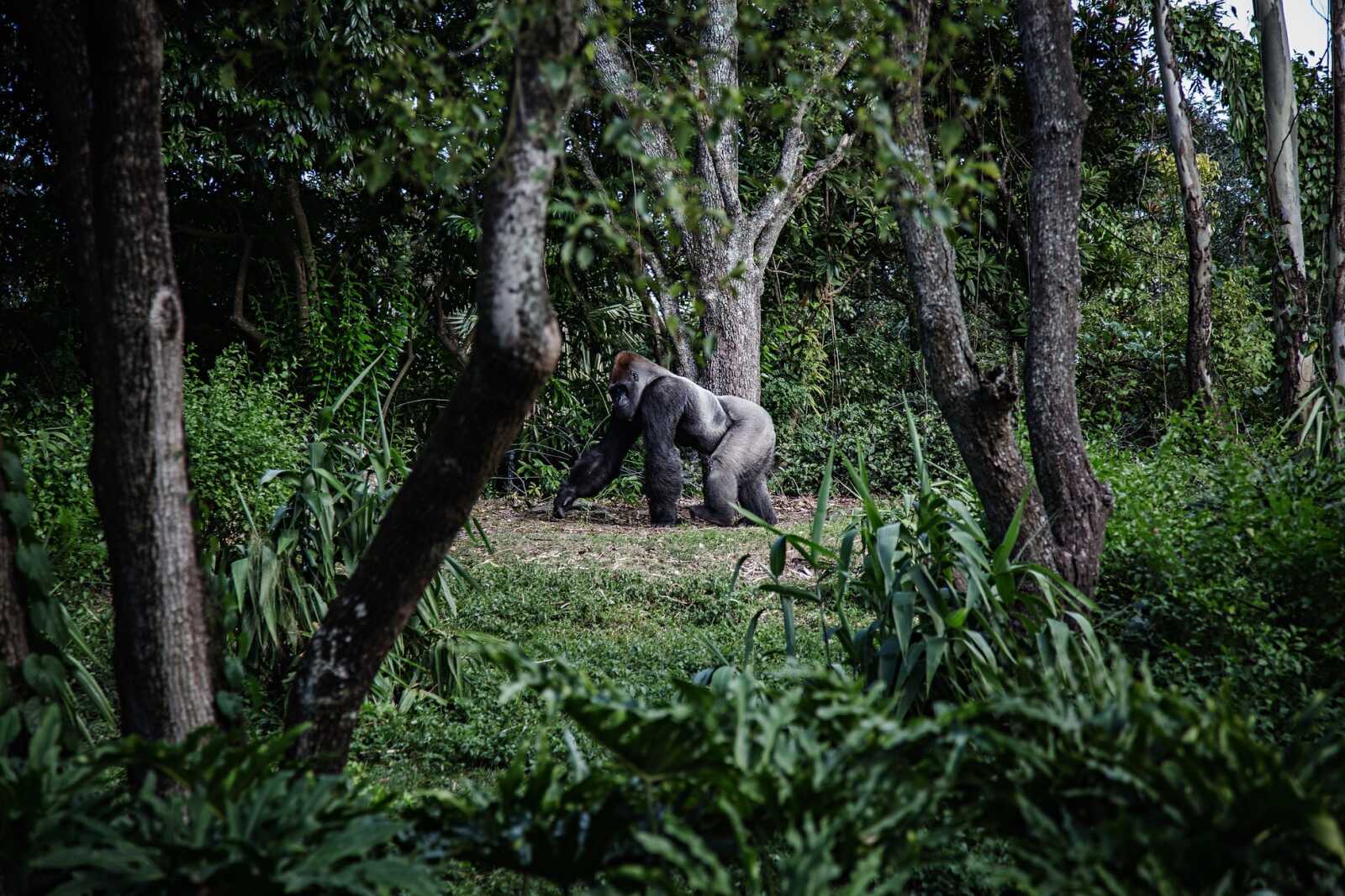 Virunga National Park Wallpapers (25 images) - WallpaperCat