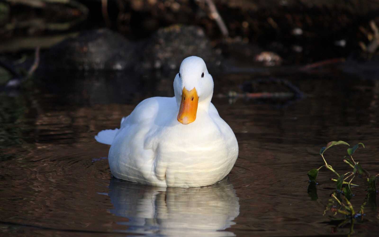 Duck Wallpapers (58 images) - WallpaperCat