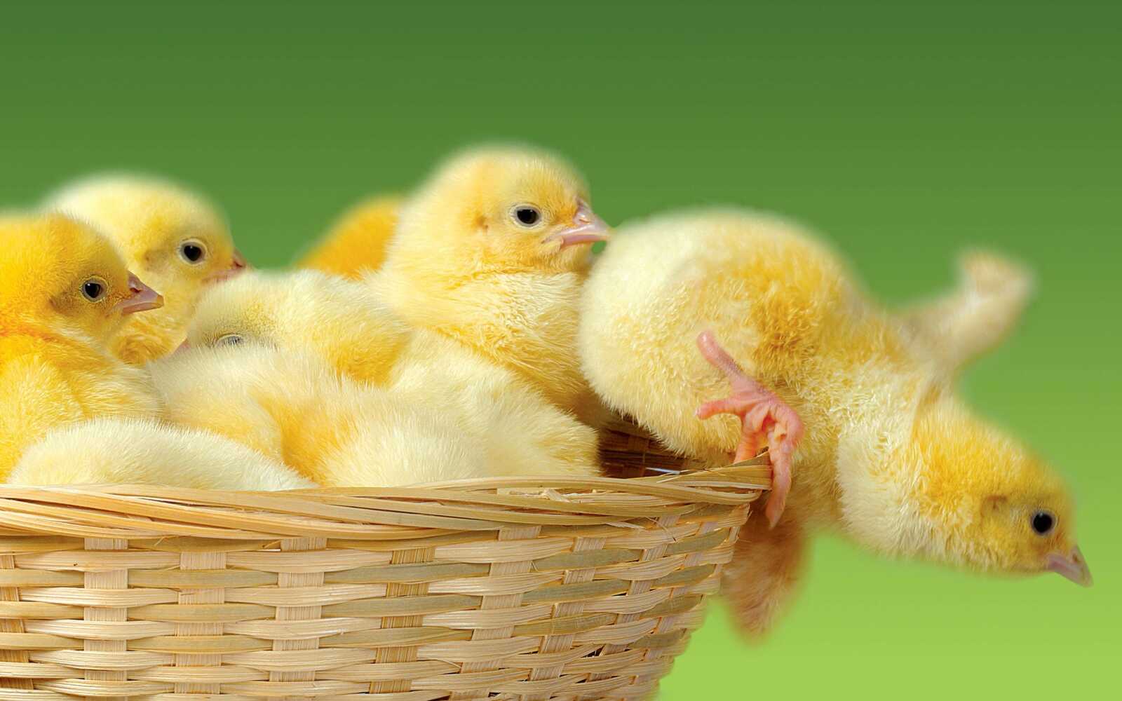 Chicken Wallpapers (39 images) - WallpaperCat