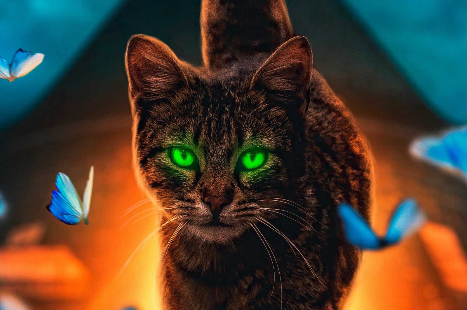 Cat Wallpapers (148 images) - WallpaperCat
