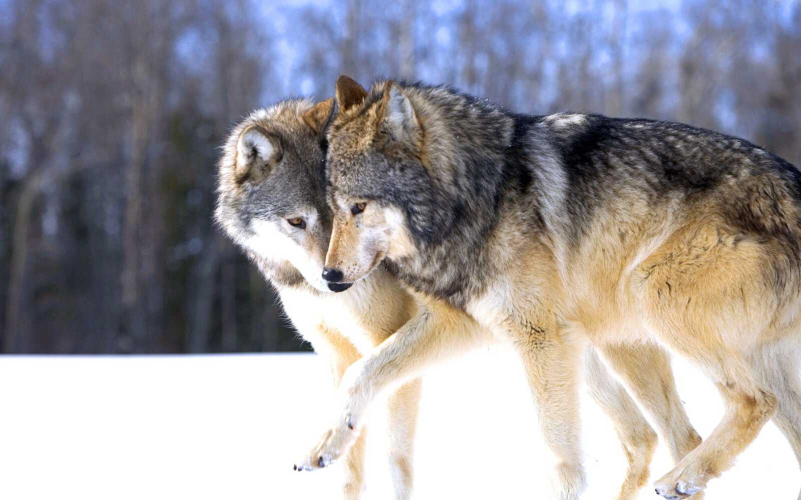 Gray Wolf Wallpapers (44 images) - WallpaperCat