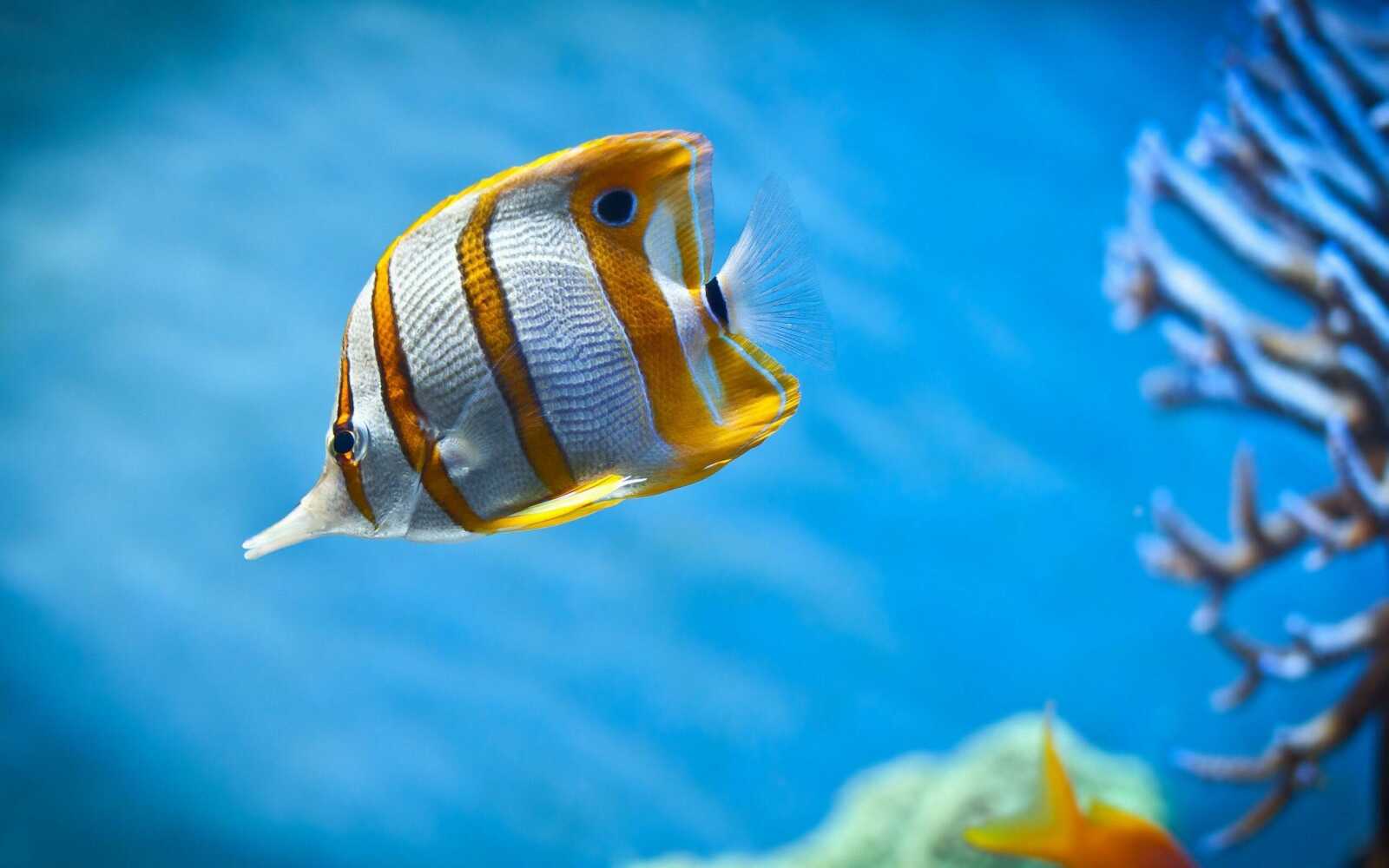 Fish Wallpapers (94 images) - WallpaperCat