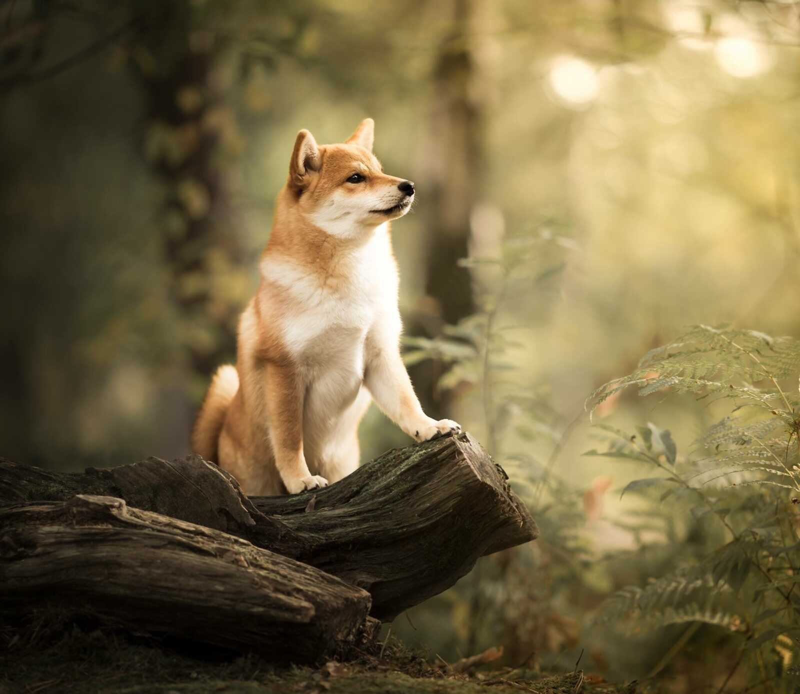 Shiba Inu Wallpapers (42 images) - WallpaperCat