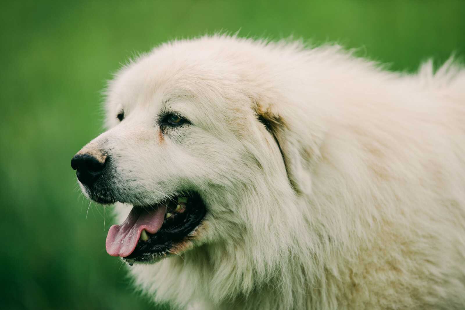 Great Pyrenees Wallpapers (30 images) - WallpaperCat