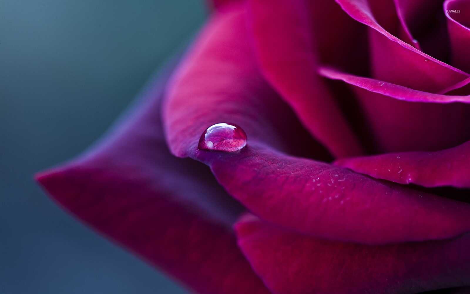 Rose Wallpapers (40 images) - WallpaperCat