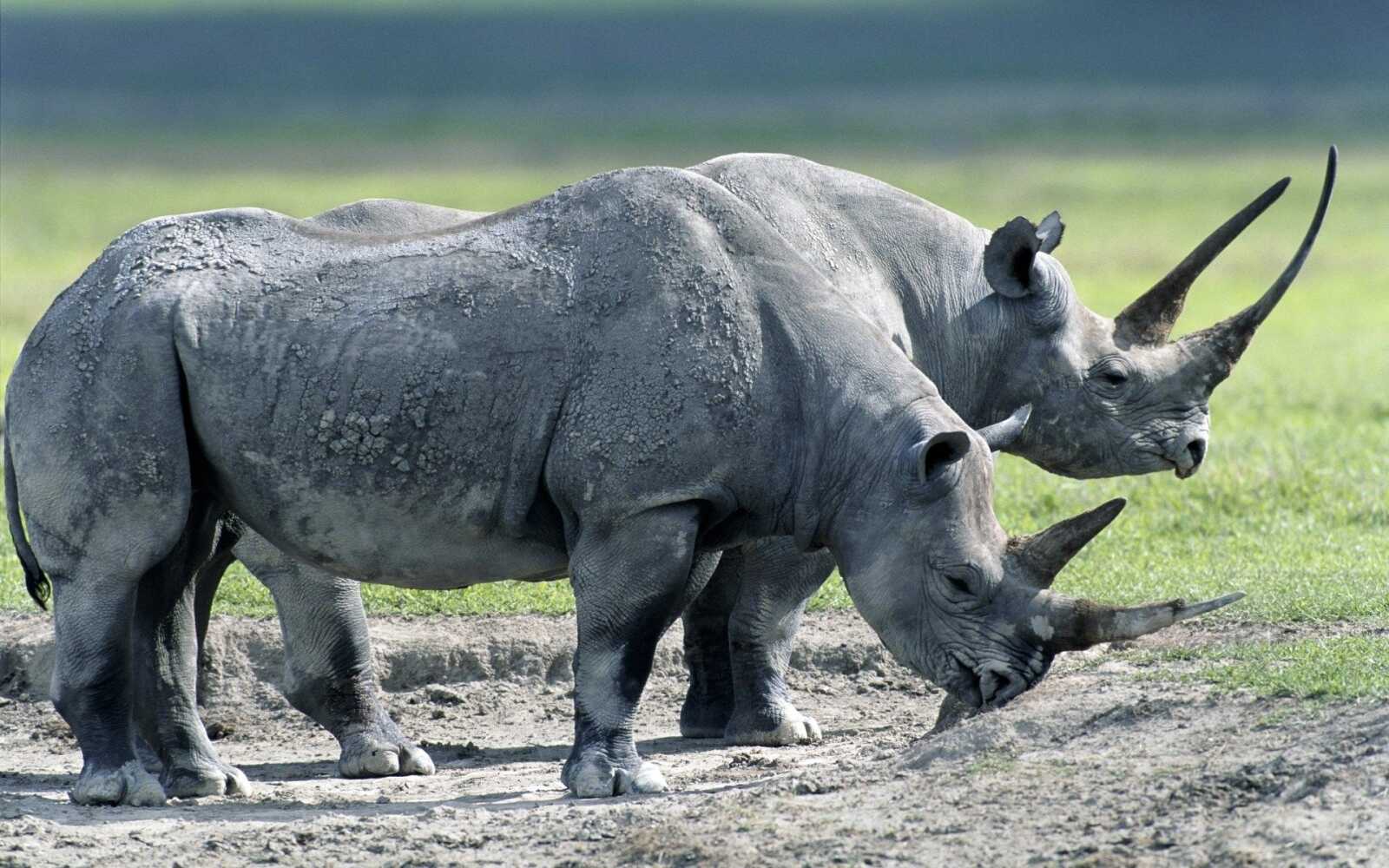 Rhino Wallpapers (66 images) - WallpaperCat