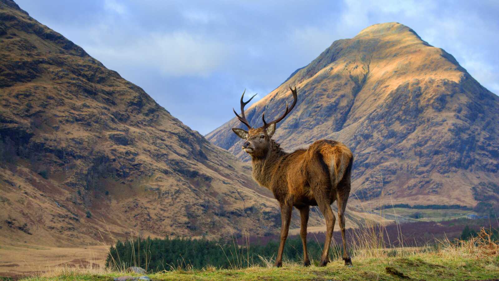 Deer Wallpapers (56 images) - WallpaperCat
