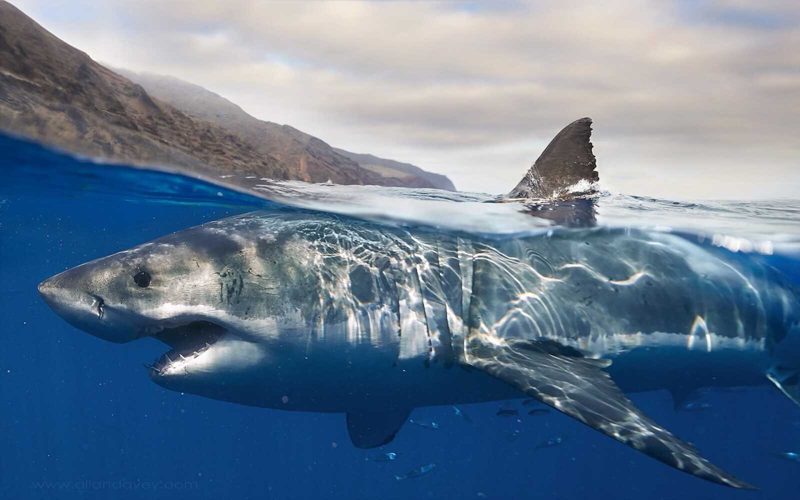 Great White Shark Wallpapers (48 images) - WallpaperCat