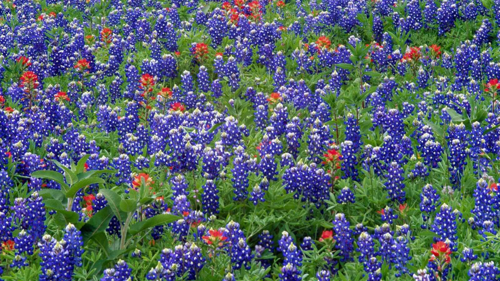 Bluebonnet Wallpapers (44 images) - WallpaperCat