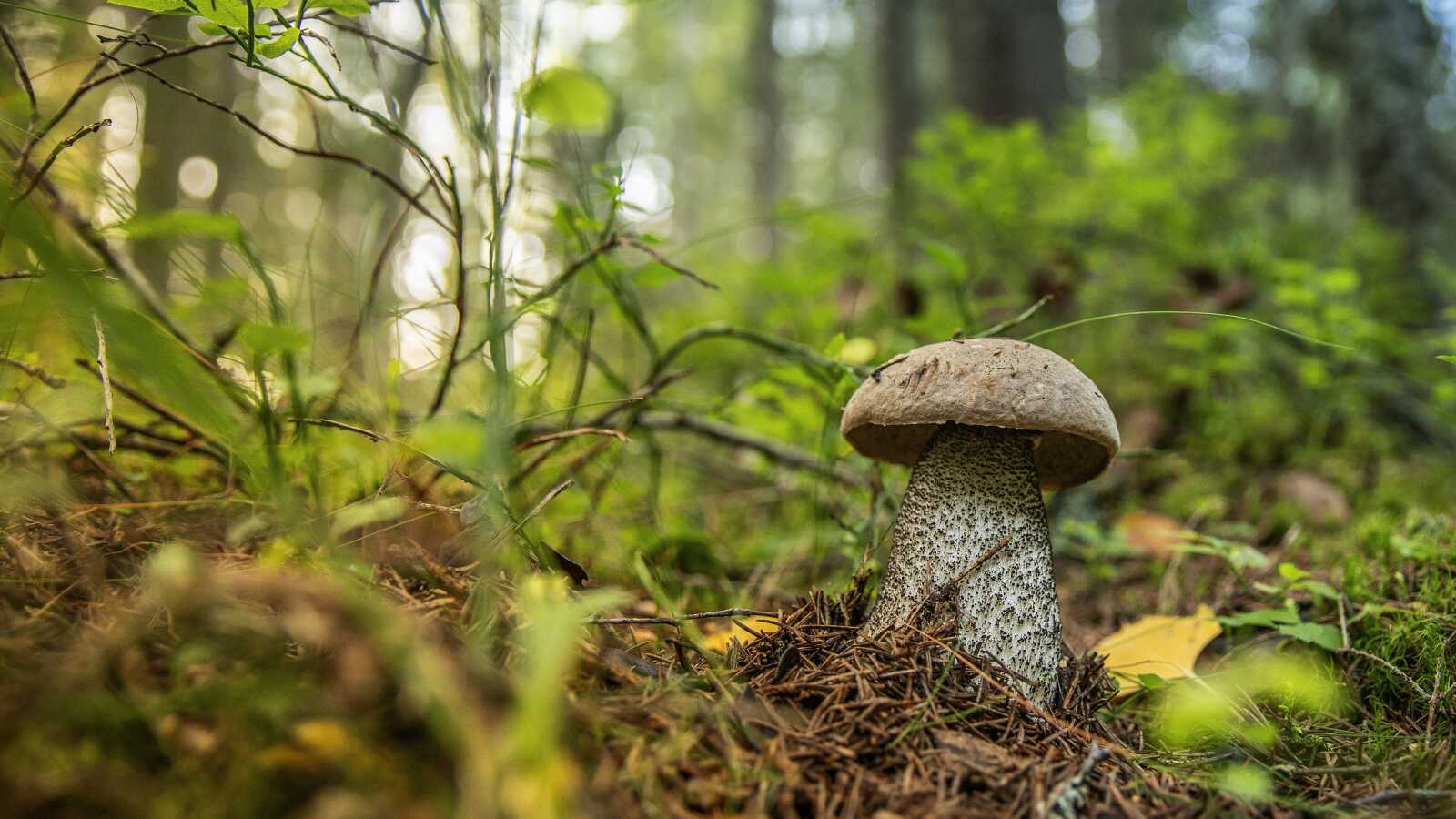 Bolete Mushrooms Wallpapers (15 images) - WallpaperCat