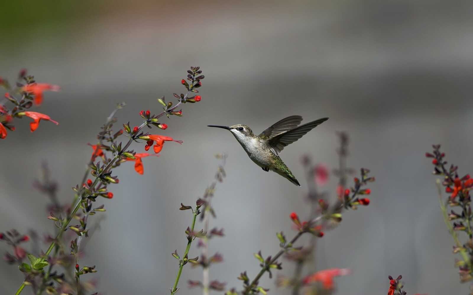 Hummingbird Wallpapers (51 images) - WallpaperCat
