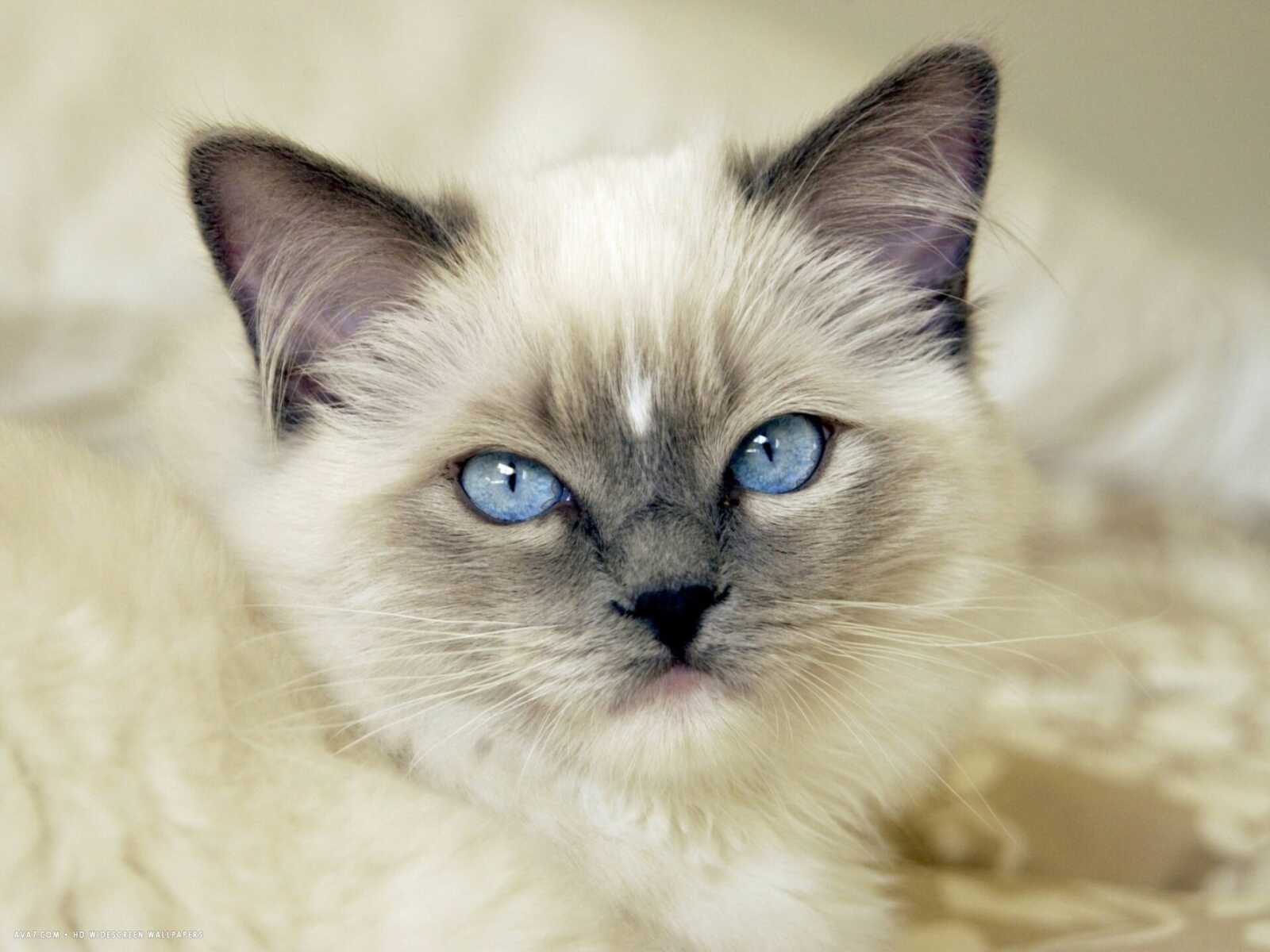 Ragdoll Wallpapers (27 images) - WallpaperCat