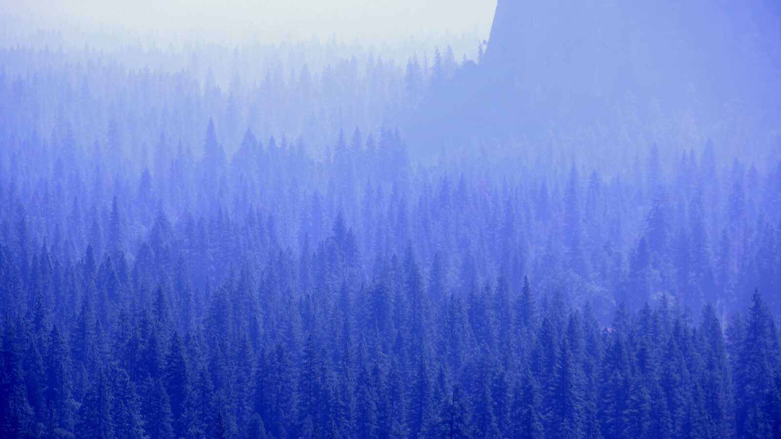 Pine Tree Wallpapers (80 images) - WallpaperCat