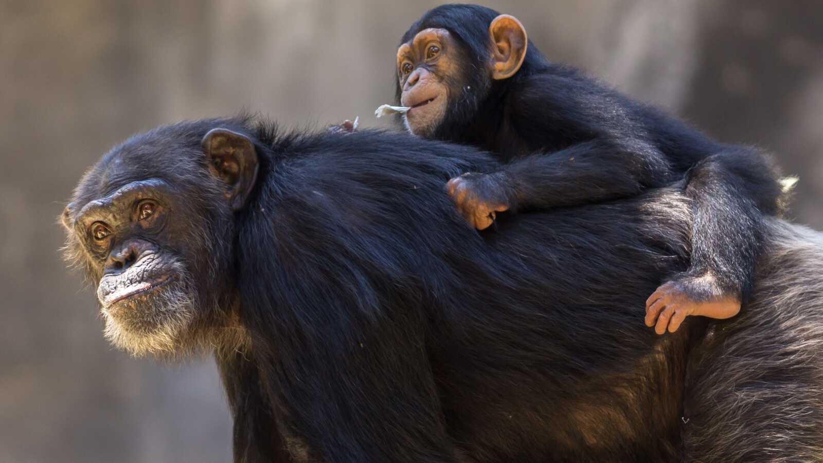 Bonobo Wallpapers (44 images) - WallpaperCat
