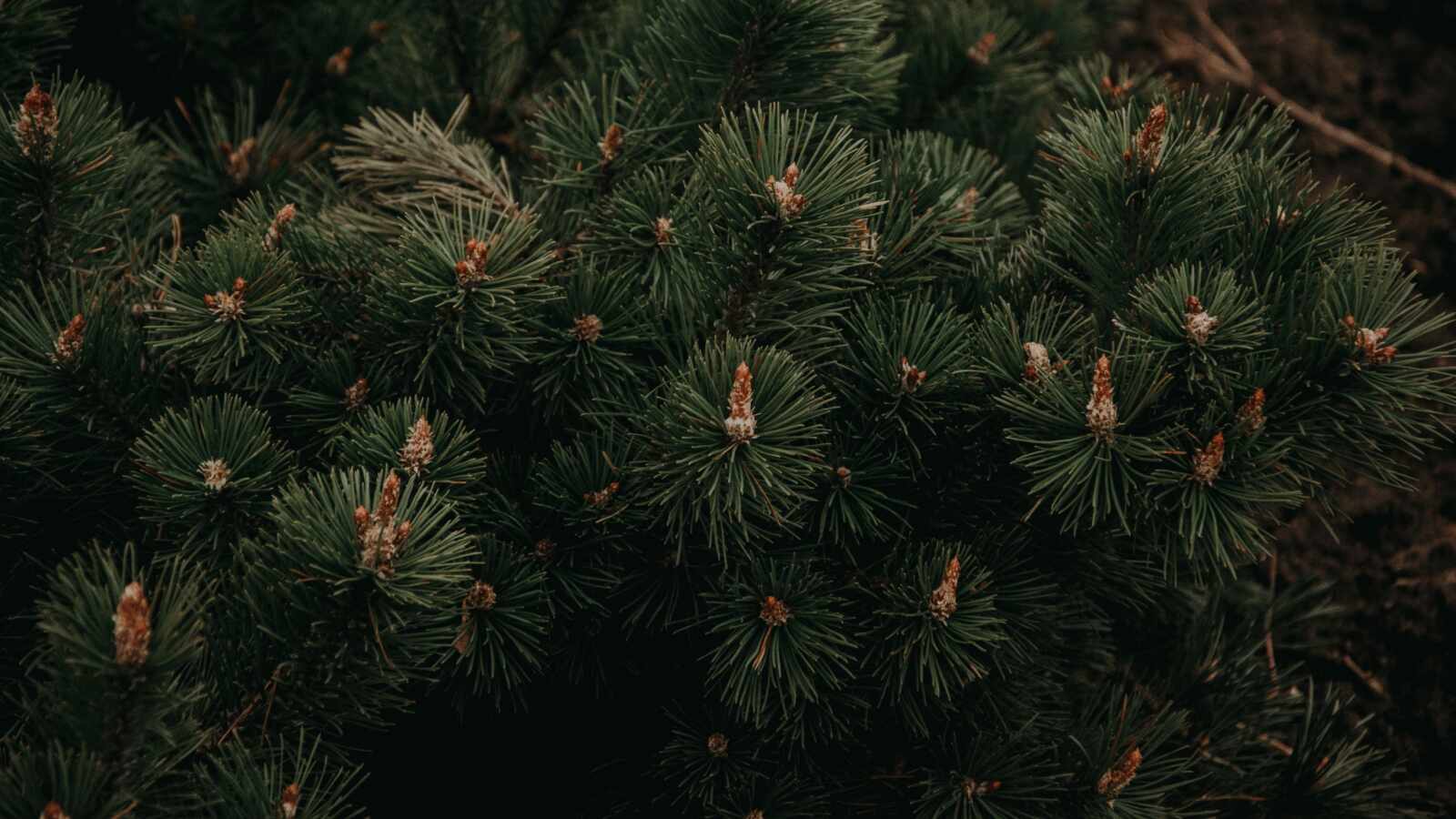Pine Tree Wallpapers (80 images) - WallpaperCat