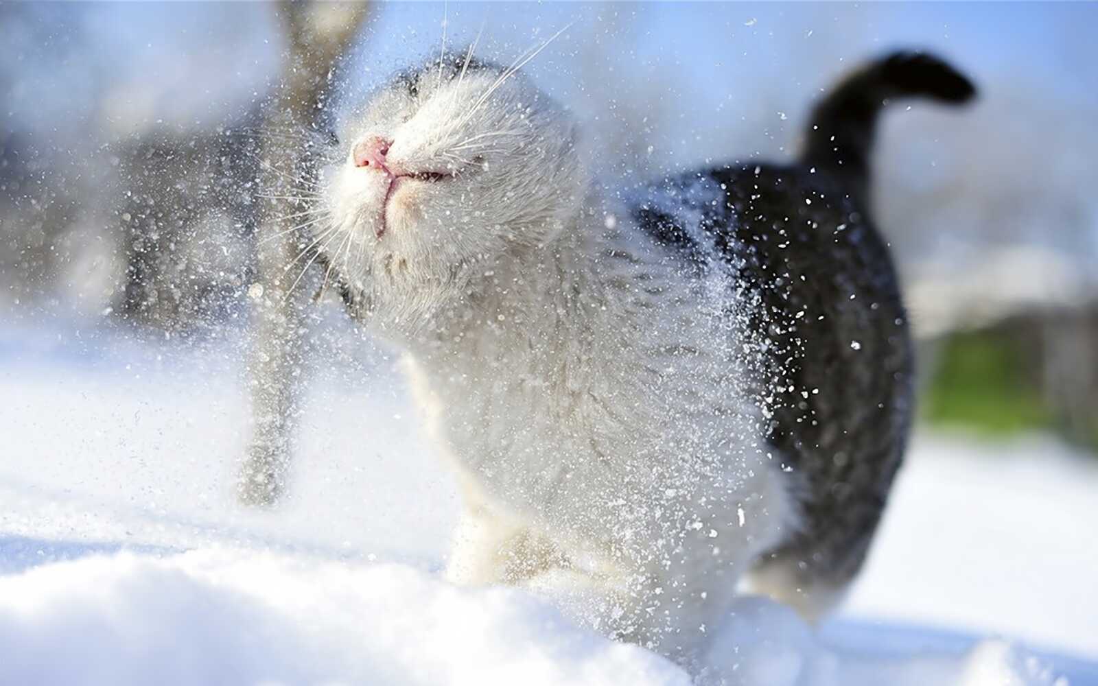 Snow Wallpapers (50 images) - WallpaperCat