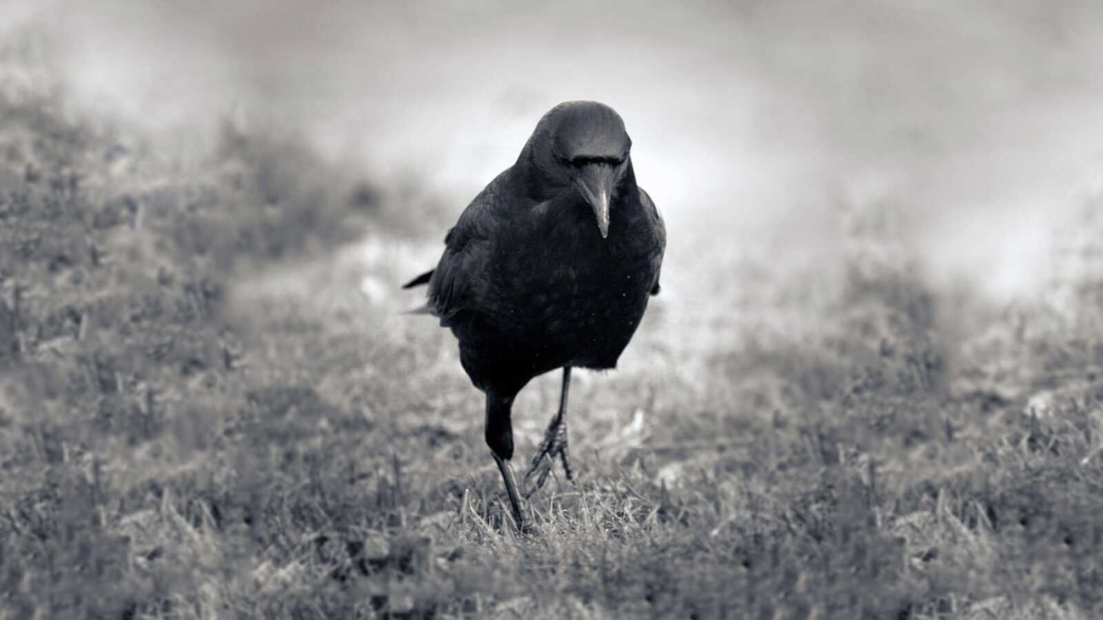 Crow Wallpapers (39 images) - WallpaperCat