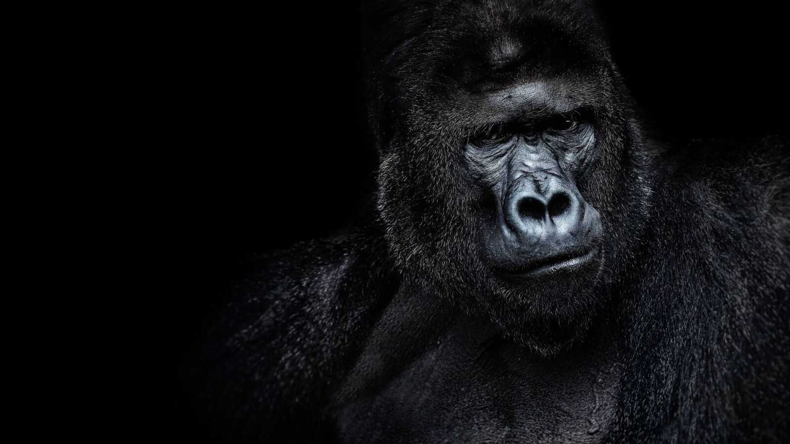 Gorilla Wallpapers (52 images) - WallpaperCat