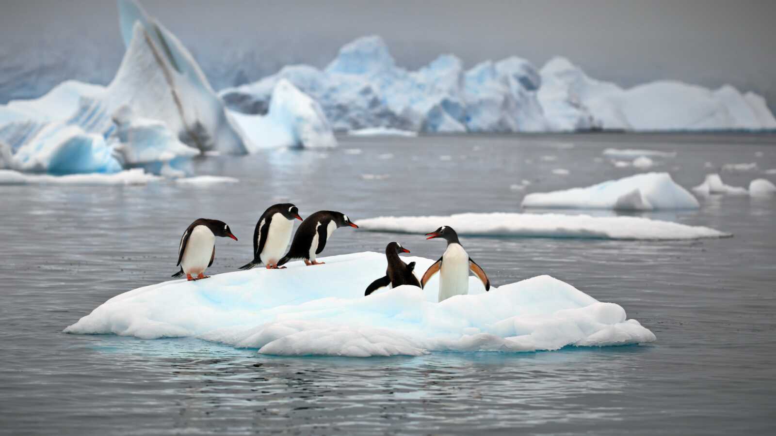Antarctica Wallpapers (114 images) - WallpaperCat