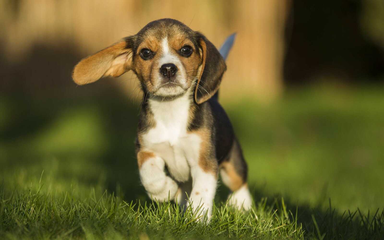 Beagle Wallpapers (34 images) - WallpaperCat