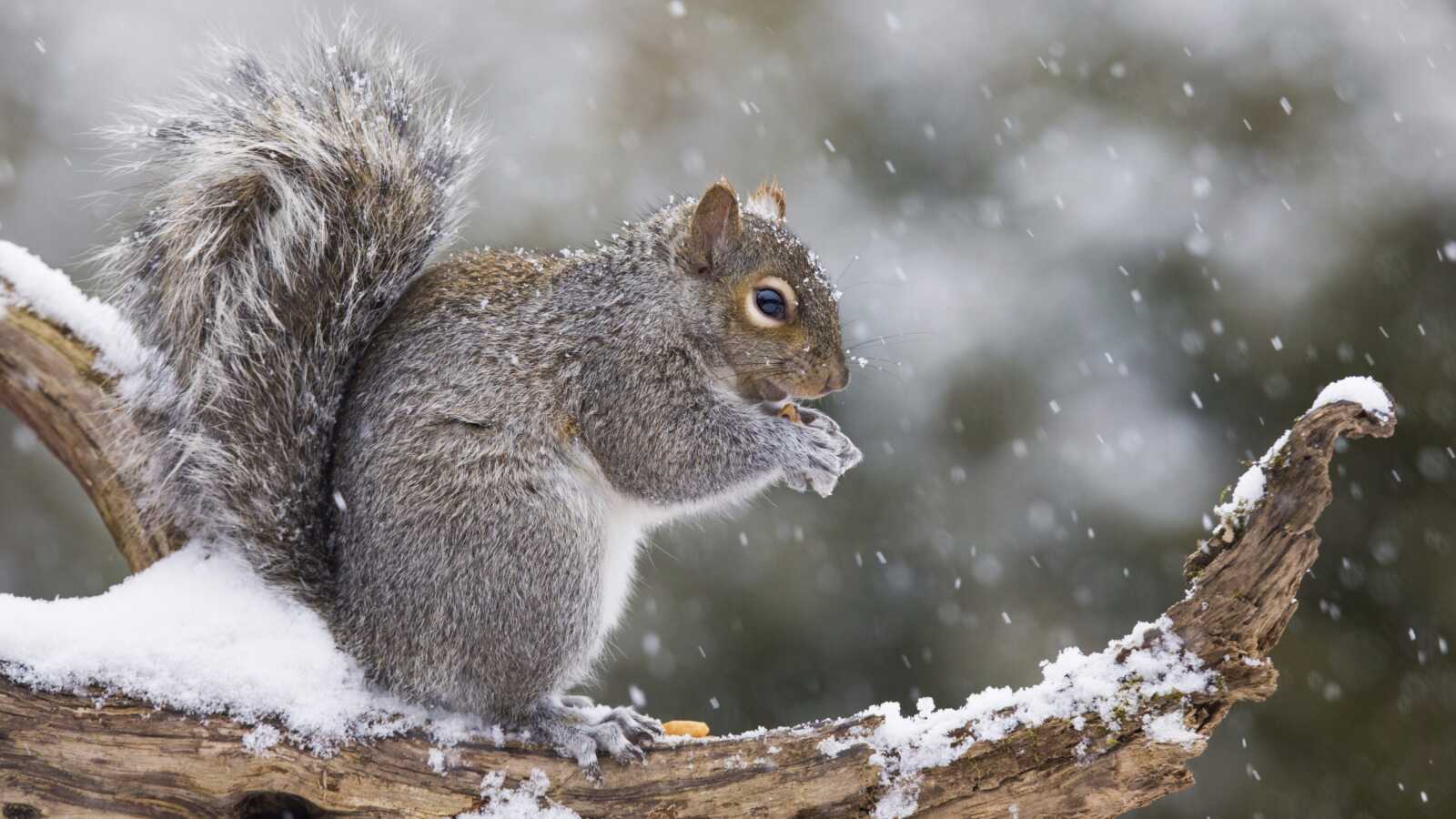 Squirrel Wallpapers (98 images) - WallpaperCat