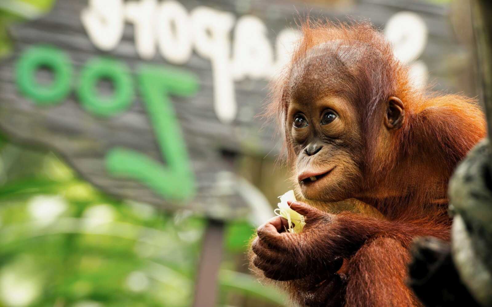 Orangutan Wallpapers (61 images) - WallpaperCat